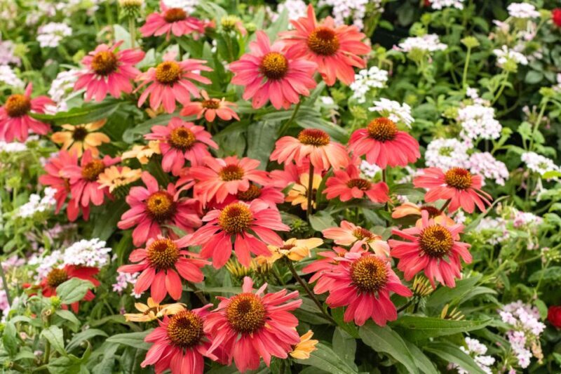 Secret Gardens of London Private Tour - Key Points