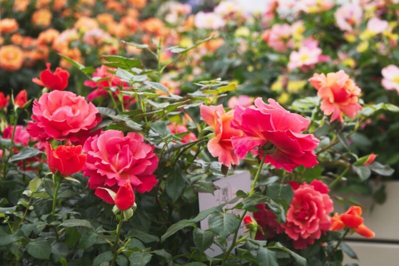Secret Gardens of London Private Tour - FAQs