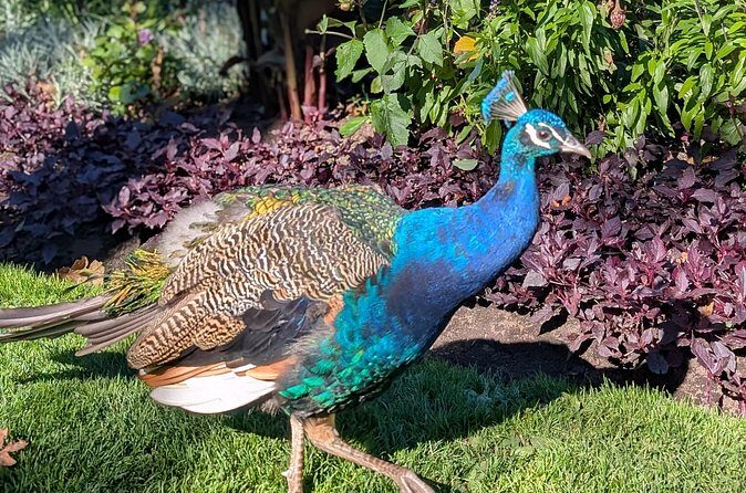 Secret Gardens of Victoria Tour - Who Would Love This Tour