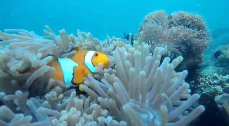 Secret Island Gili Nanggu, Sudak and Kedis Snorkeling tour - Potential Drawbacks & Considerations