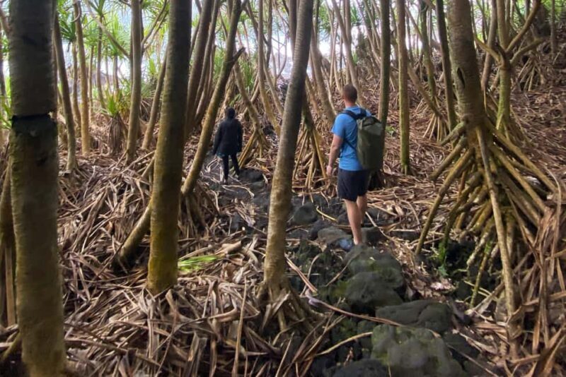 Secret Tide Pool Hike - Jungle & Coast - Private - The Adventure Begins: Location and Meeting Details