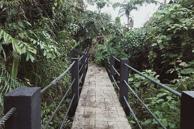 Sedim Rainforest and Canopy Walk - Exploring the Sedim Rainforest and Canopy Walk: A Practical Guide
