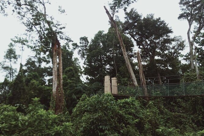 Sedim Rainforest and Canopy Walk - Authenticity and Reviews