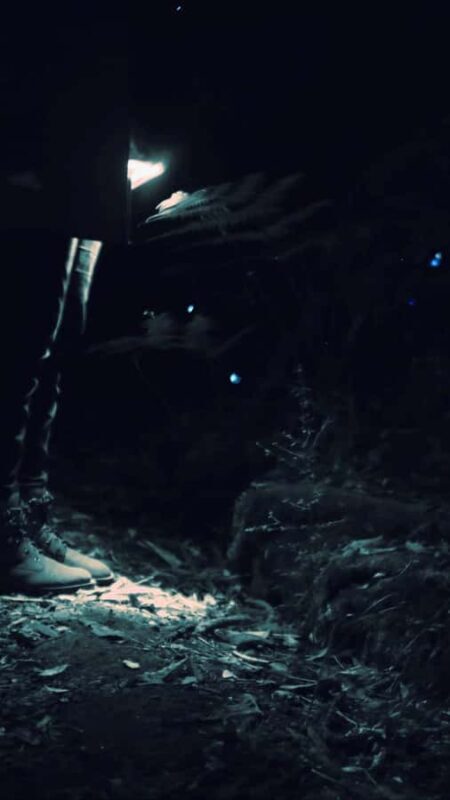 See Auckland's Secret Glow Worms - Key Points