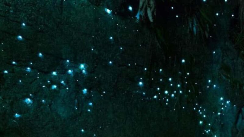 See Auckland's Secret Glow Worms - A Deep Dive into the Glow Worm Experience