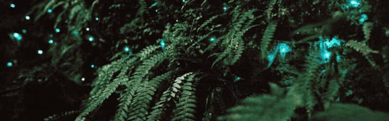 See Auckland's Secret Glow Worms - Final Thoughts