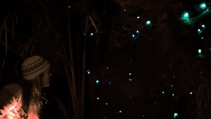See Auckland's Secret Glow Worms - FAQ