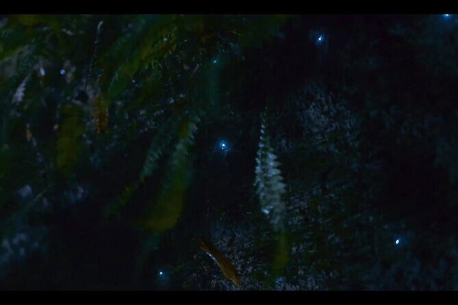 See Auckland's Secret Glow Worms - The Perfect Match for Certain Travelers