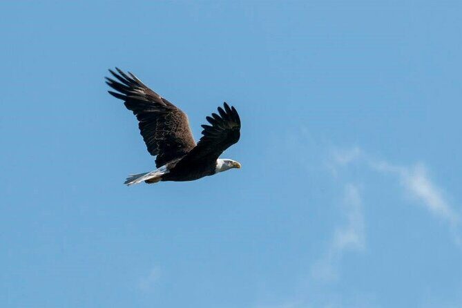 See Crystal River - National Wildlife Refuge Sightseeing Cruise - Authentic Experiences and Reviewer Insights