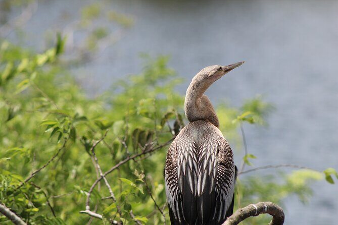 See Crystal River - National Wildlife Refuge Sightseeing Cruise - The Sum Up