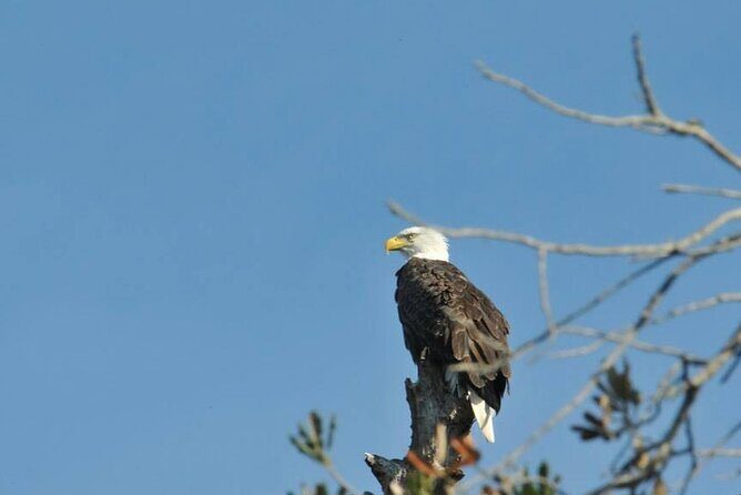See Crystal River - National Wildlife Refuge Sightseeing Cruise - FAQ