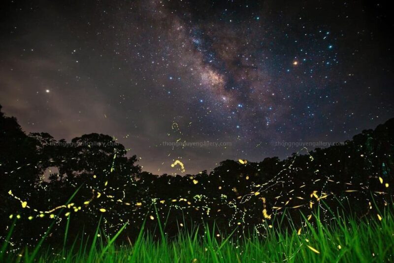 See fireflies & Wild Animals in Cuc Phuong National Park - A Full Breakdown of the Tour Experience