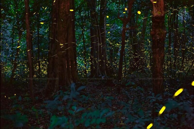 See fireflies & Wild Animals in Cuc Phuong National Park - FAQ about the Cuc Phuong Firefly & Wildlife Tour