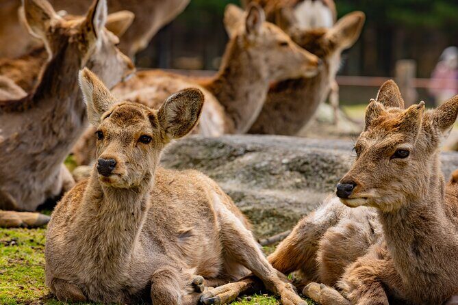 See Naras Must Sees by Private Car with Guide - Exploring Nara with a Licenced Guide and Private Car