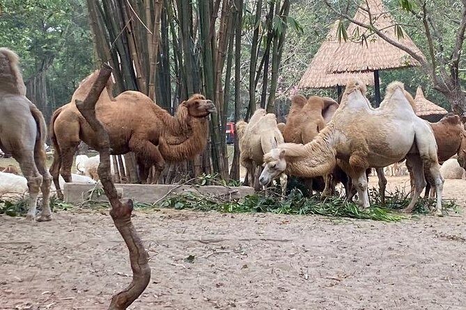 See Panda Guangzhou Chimelong Safari Park and Circus Private Tour - FAQ