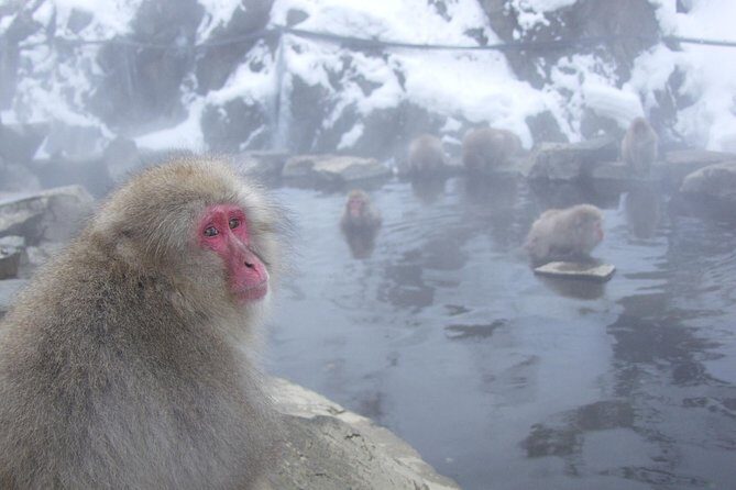 See Snow Monkeys on a Private Day Trip from Tokyo by Bullet Train - The Comfort and Convenience of Bullet Train Travel