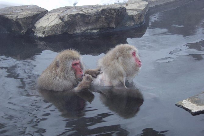 See Snow Monkeys on a Private Day Trip from Tokyo by Bullet Train - Small-Group Experience: Personal and Focused