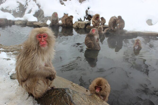 See Snow Monkeys on a Private Day Trip from Tokyo by Bullet Train - Optional Stop: The Charm of Obuse
