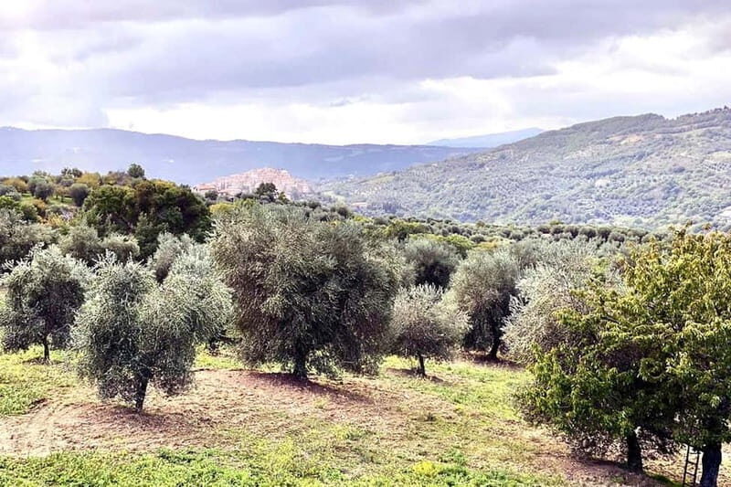 Seggiano: Guided Tour of the Olive Grove and Food Tasting - An In-Depth Look at the Tour Experience