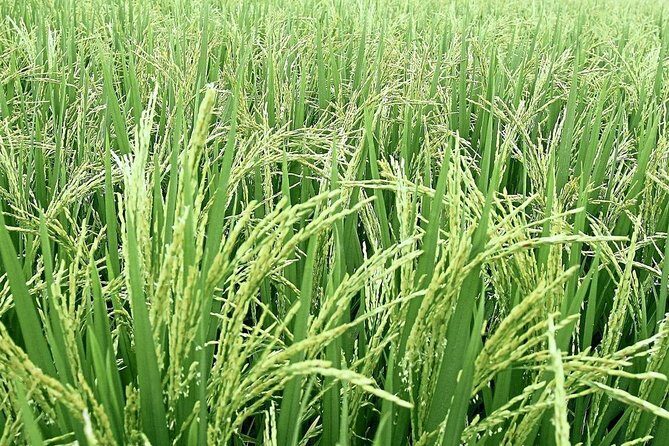 Sekinchan Paddy Field And Fishing Village - Exploring the Itinerary in Detail