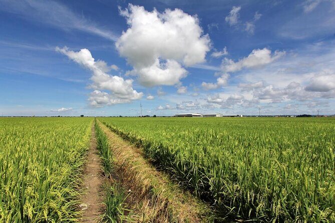Sekinchan Paddy Field, Fishing Village & Kuala Selangor Fireflies Tour - Final Thoughts: Is It Worth It?