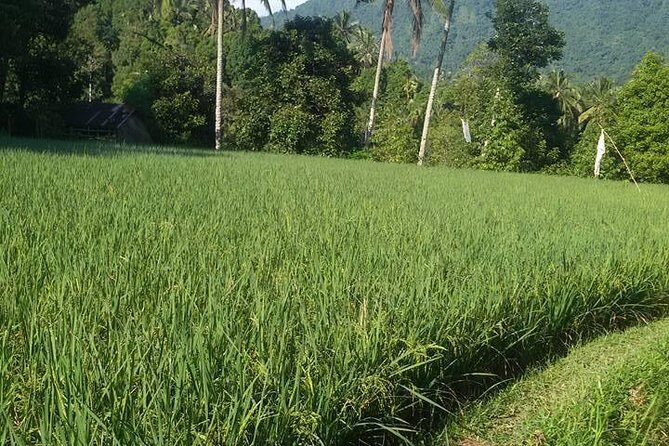 Sekumpul Bali Waterfall Tour - Feedback from Travelers