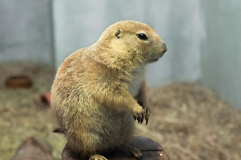 Selangor : Just Farm at Just Pets Megastore Ticket - Key Points