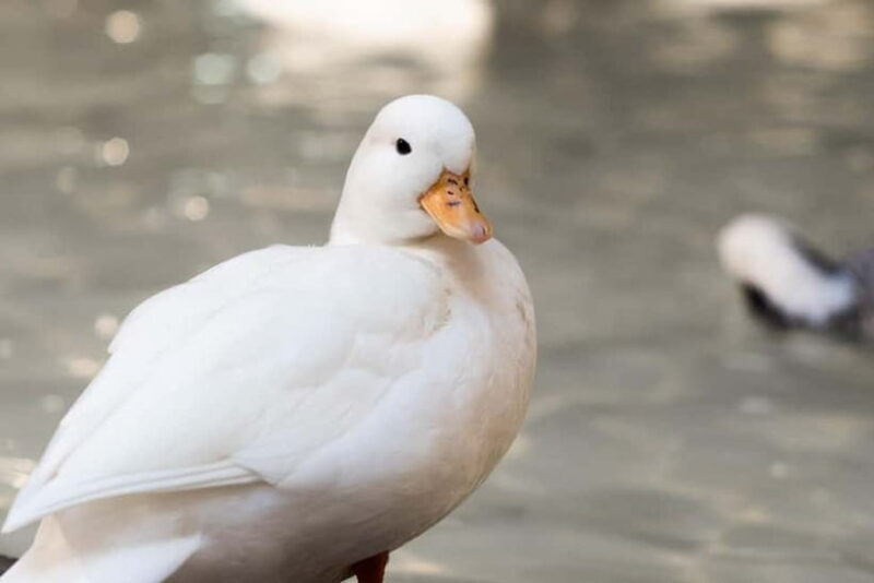 Selangor : Just Farm at Just Pets Megastore Ticket - Who Should Consider This Experience?