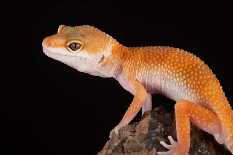 Selangor : Just Farm at Just Pets Megastore Ticket - The Sum Up: The Value of Just Farm at Just Pets Megastore