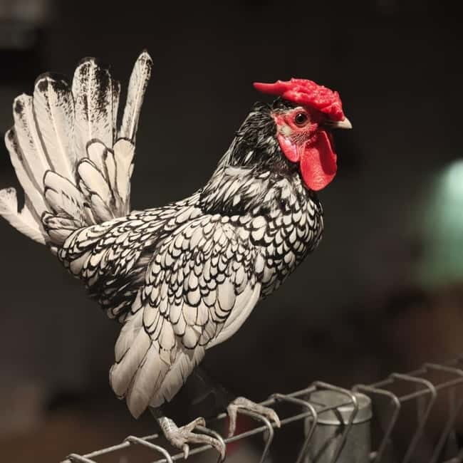 Selangor : Just Farm at Just Pets Megastore Ticket - FAQs