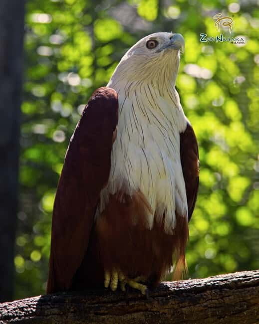 Selangor: Zoo Negara E-Ticket - A Practical Guide to Visiting Zoo Negara