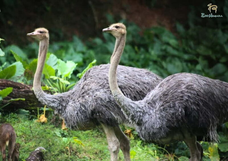 Selangor: Zoo Negara E-Ticket - Final Words