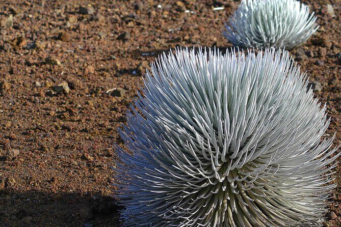 Self-Guided Audio Driving Tour in Haleakala - Final Thoughts