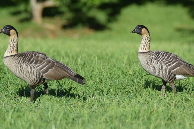 Self-Guided Audio Driving Tour in Haleakala - Final Thoughts