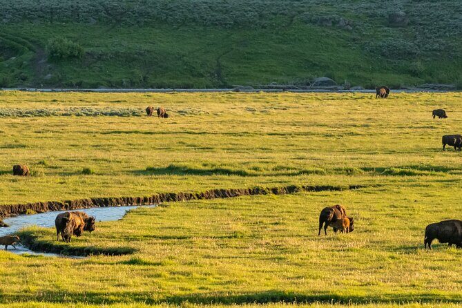 Self-Guided Audio Driving Tour in Yellowstone National Park - What Do Travelers Say?