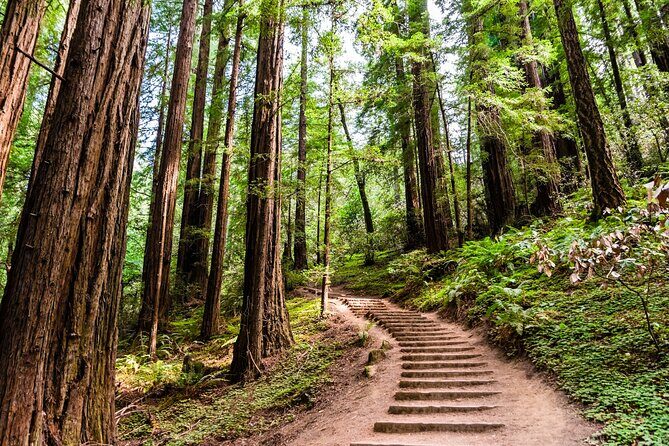 Self Guided Driving Audio Tour of Redwood National and State Park - Detailed Breakdown of the Itinerary