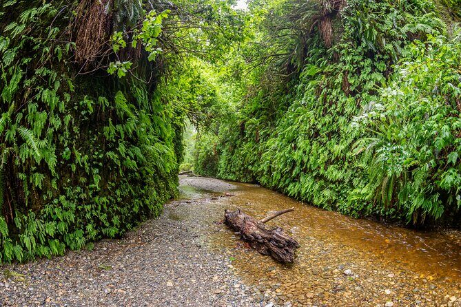 Self Guided Driving Audio Tour of Redwood National and State Park - Who Should Consider This Tour?