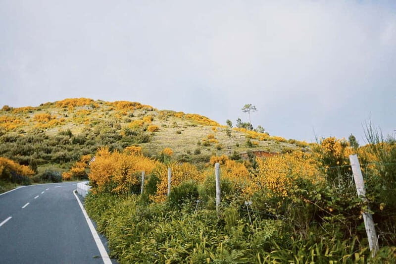 Self-Guided E-Bike Road Tour - Camacha to Monte with Lunch - An In-Depth Look at What You Can Expect