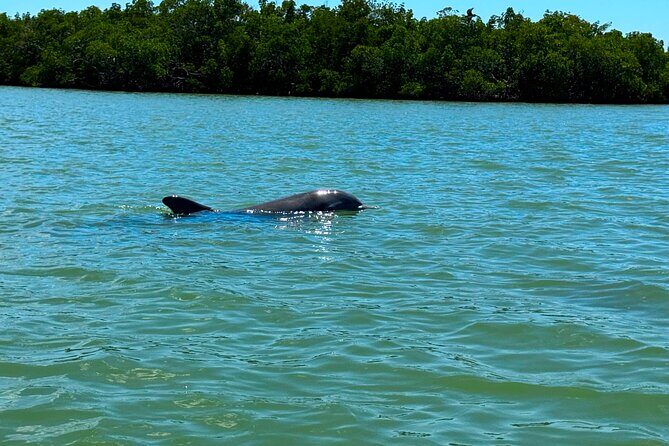 Self Guided EcoTour: Clear/Standard Kayaks -Bonita Springs - Who Will Love This Tour?