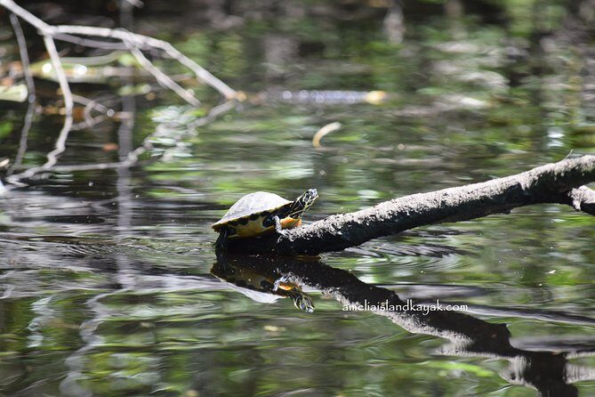 Self Guided Family Friendly Kayak Rental Experience Old Florida - Who Should Try This?