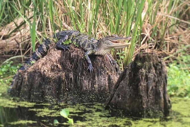 Self Guided Kayak Bayou Swamp Tour - The Sum Up