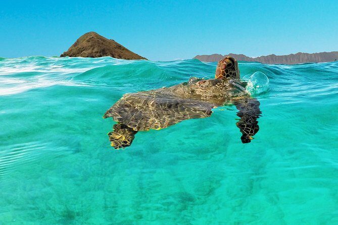 Self-Guided Kayaking Discovery in Kailua, Oahu - FAQ