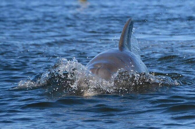 Self-Guided Kayaking Manatee and Dolphin Tour - The Realities from Reviews