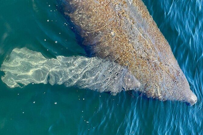 Self-Guided Kayaking Manatee and Dolphin Tour - Evaluating the Value