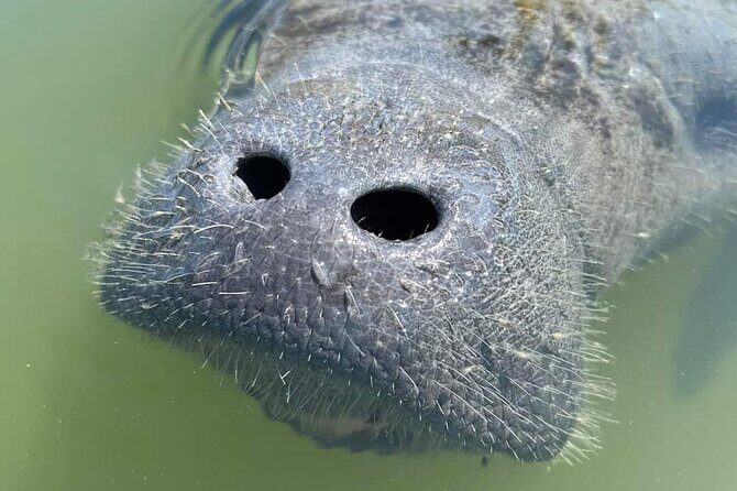 Self-Guided Kayaking Manatee and Dolphin Tour - Who Will Love This Tour?