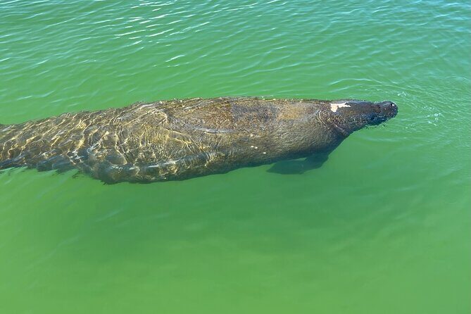 Self Guided Standup Paddle Board EcoTour -Bonita Springs - An In-Depth Look at the Experience