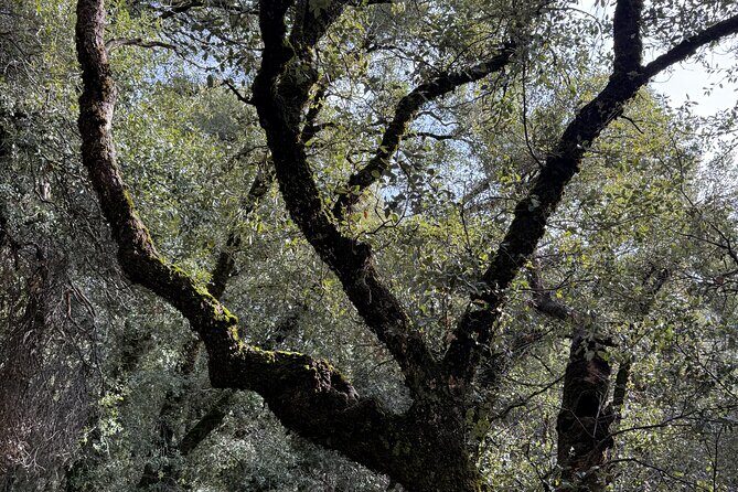 Self Guided Yosemite Walking Tour Explore with Expert Audio Guide - Final Thoughts