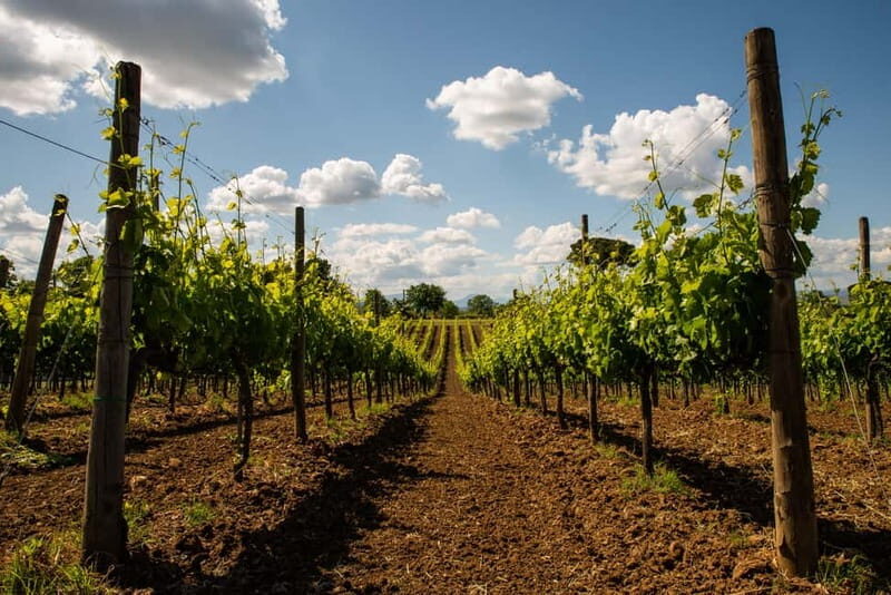 Sella delle Spine Taurasi: Tasting, Vineyard and Winery Tour - FAQs