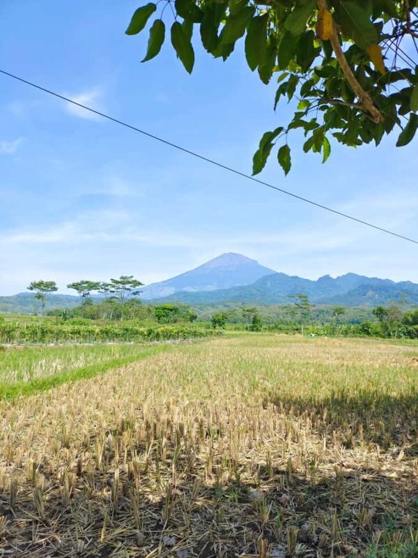 Selogriyo Temple and treking Java Rice Terrace and waterfall - A Closer Look at the Tour Experience