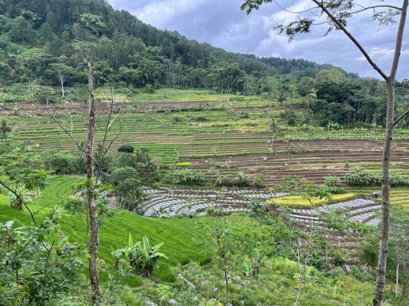 Selogriyo Temple Coffee Processing & Village Trekking Tour - Pricing and Value